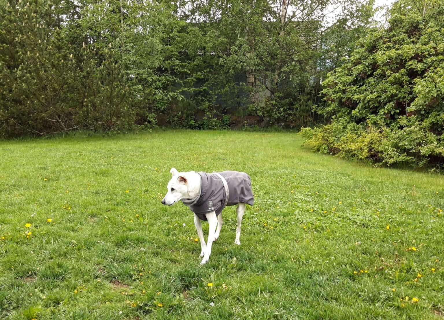 10 Life-Changing Tips To Boost Mobility In Your Old Dog With Weak Back ...