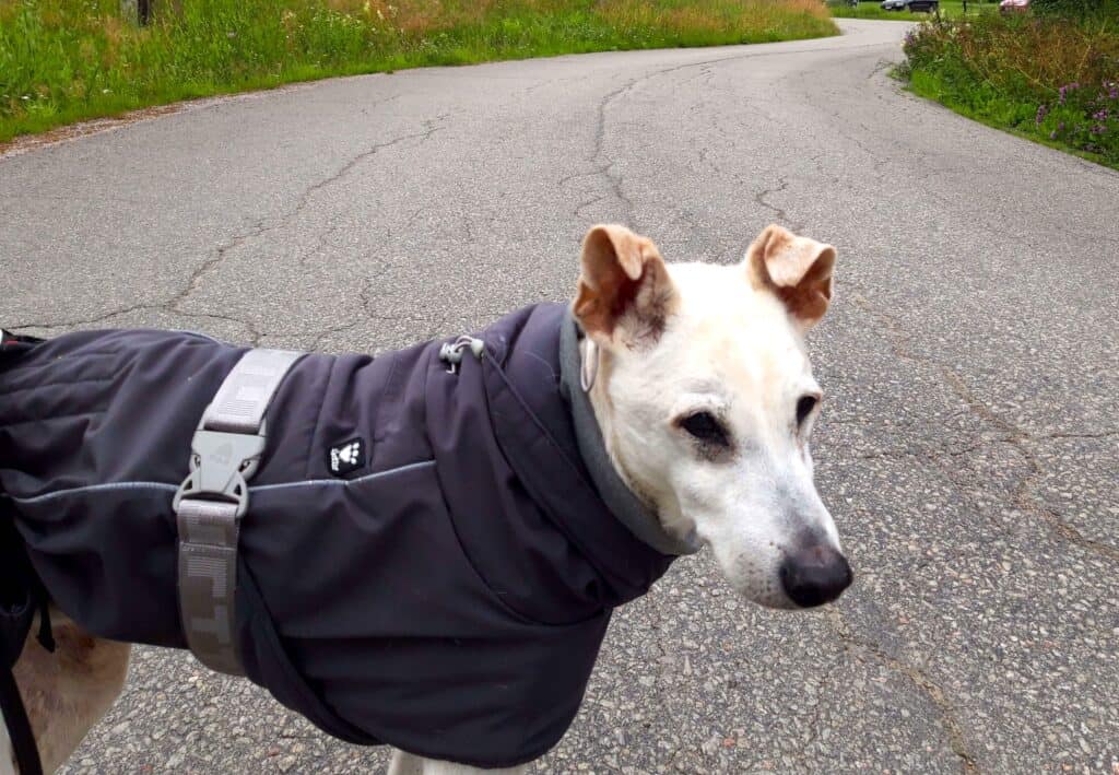 10 Life-Changing Tips To Boost Mobility In Your Old Dog With Weak Back ...